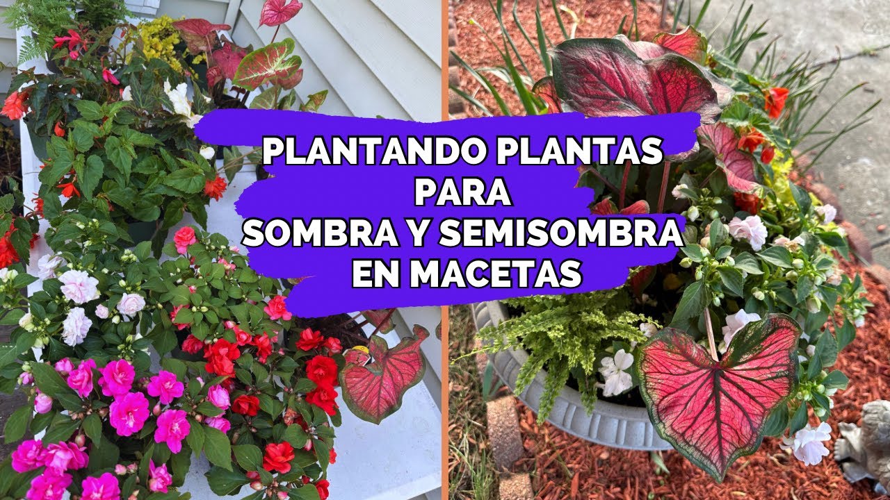 Plantando PLANTAS en maceta para el área de SOMBRA y SEMISOMBRA - YouTube