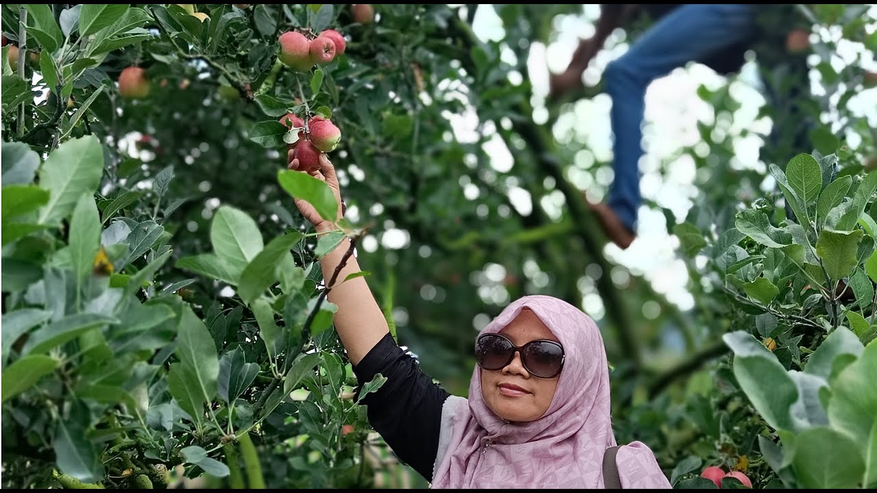 Wisata Petik Apel Batu Malang - April 2023 - YouTube