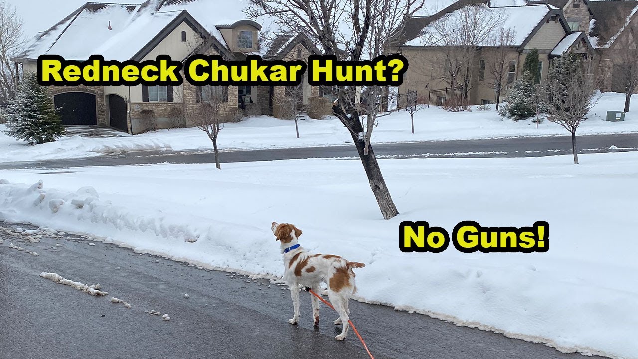 Redneck Neighborhood Chukar Hunt? - YouTube