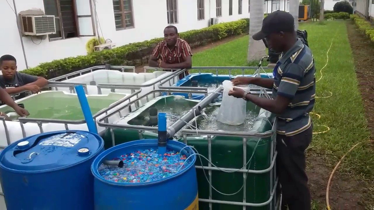 Stocking a small Recirculation Aquaculture System (RAS) at SUMAJKT HQ ...