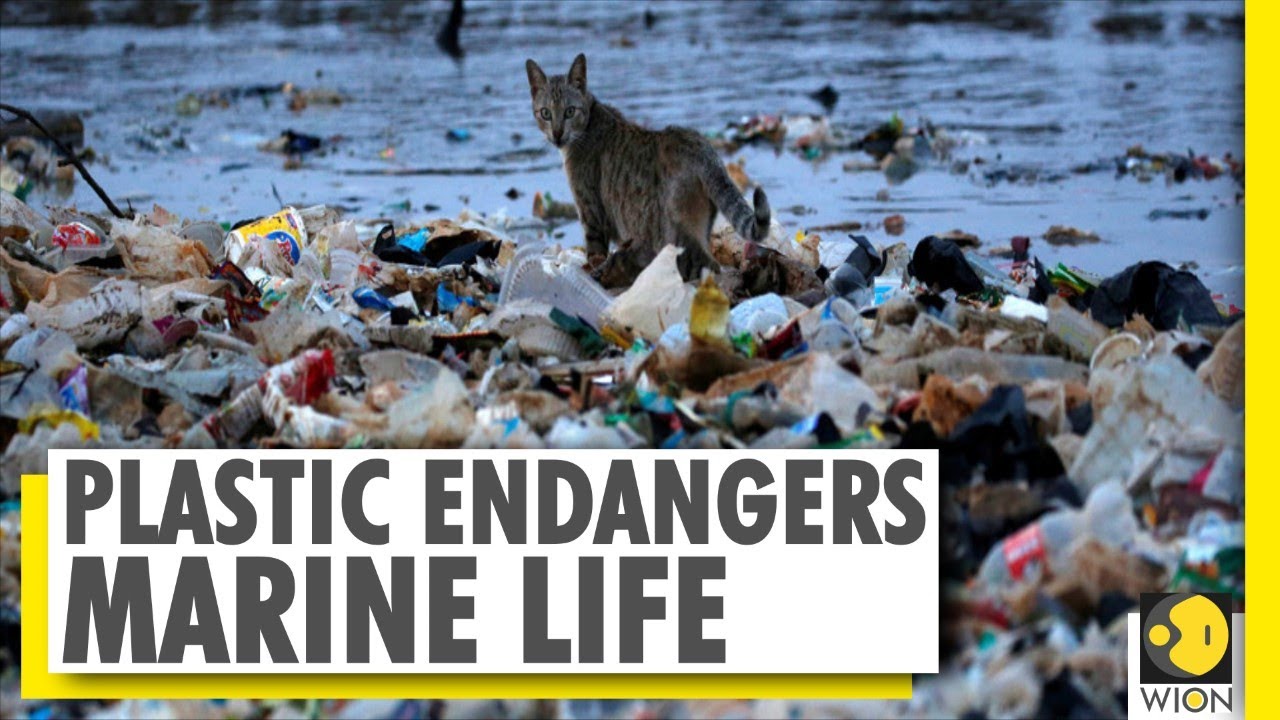Your Story: Plastic pollution in Atlantic ocean | Pollution 10 times ...