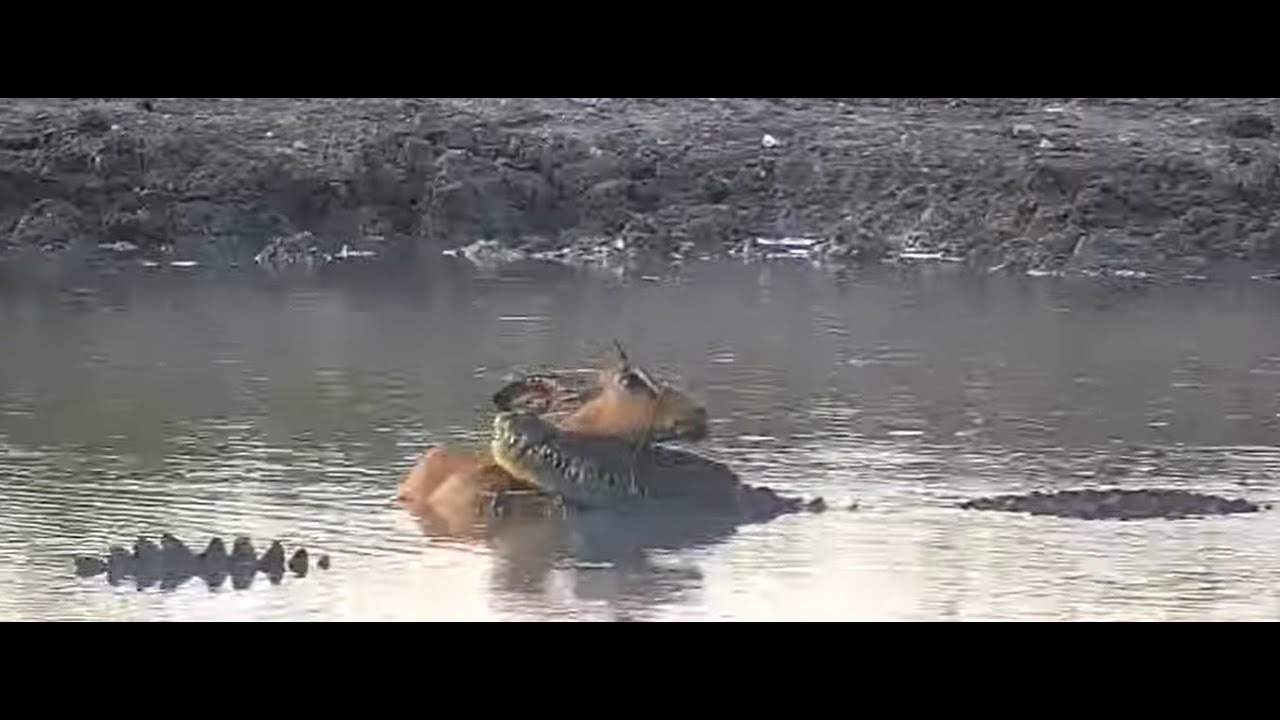 Crocodile with Impala chased into water by the Wild dogs. - YouTube