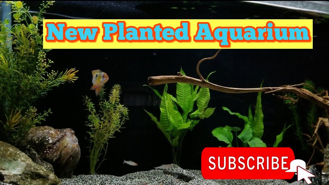 German blue ram rummy nose tetra planted aquarium - YouTube