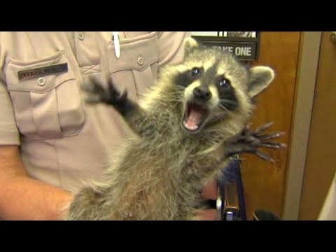 Funniest Raccoons Video Compilation 2021 [CUTE RACCOON]