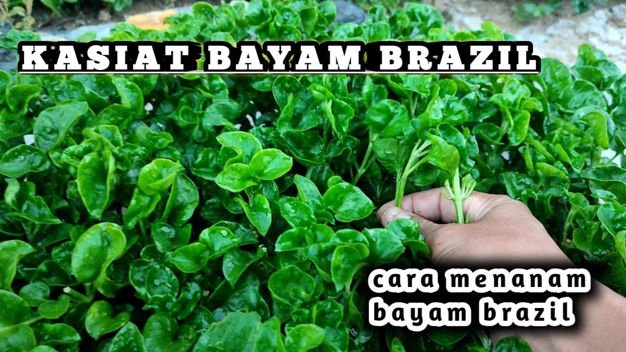 khasiat bayam brazil dan cara menanam bayam brazil - YouTube