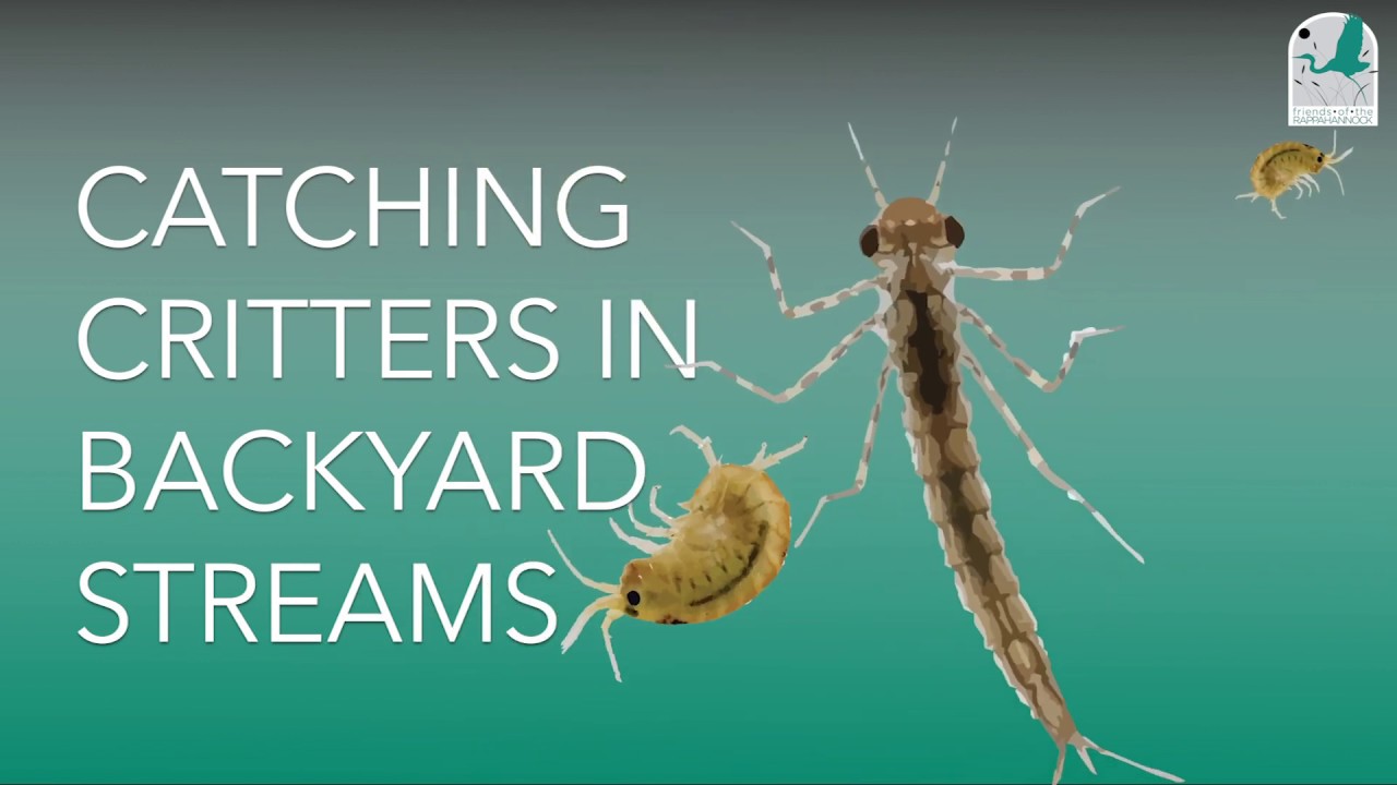 Catching Critters in Backyard Streams - YouTube
