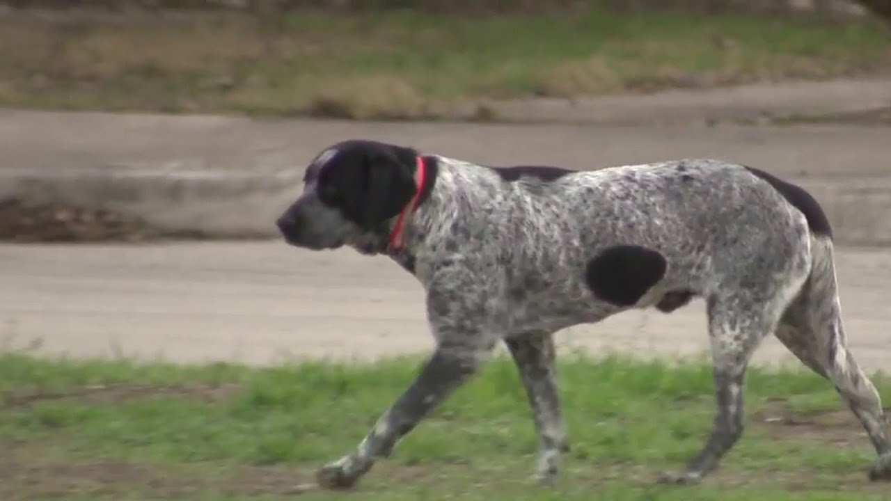 ACS officials express disappointment after Gov. Abbott vetoes dangerous ...