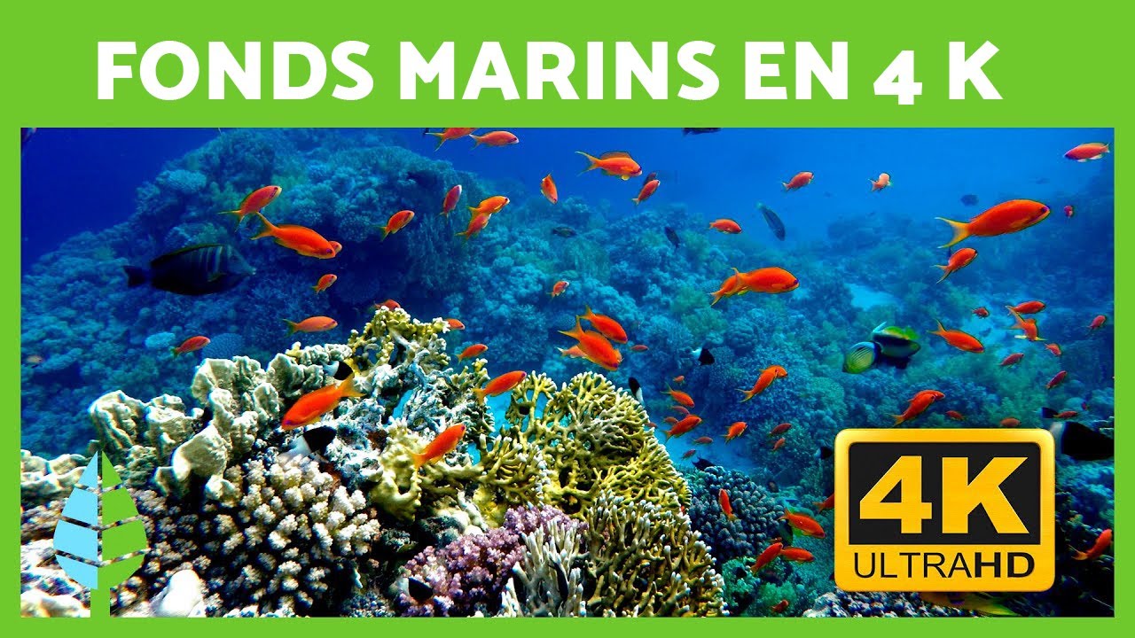 Musique Relaxante et Fonds Marins 🐠🐡 Poissons dans des RÉCIFS CORALLIENS en 4K - YouTube