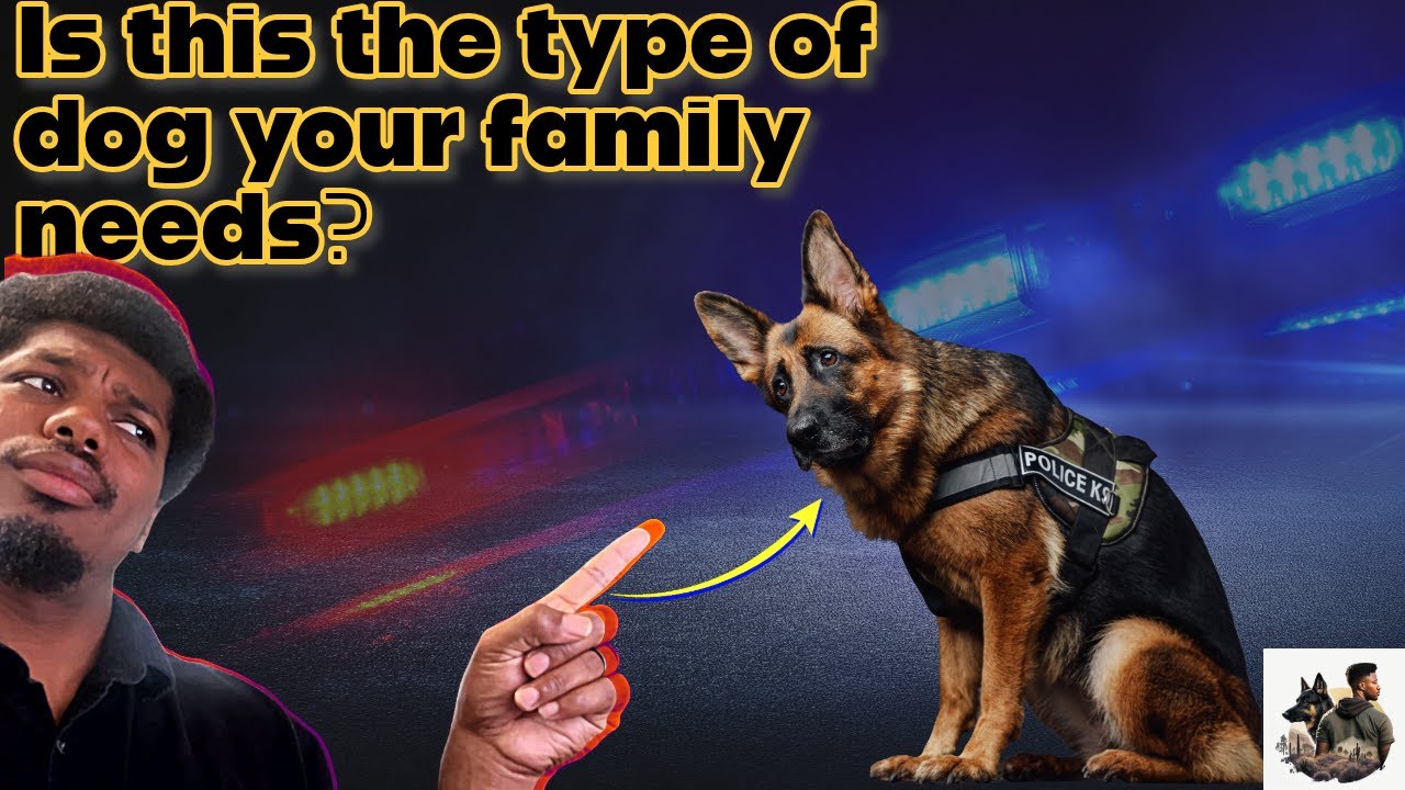 Dog Training for Real-Life Situations vs Fantasy Police Work - YouTube