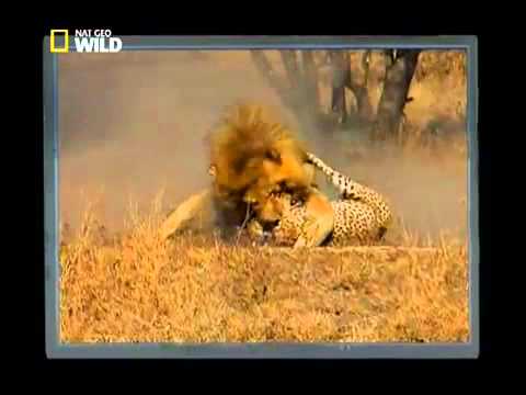 Aslanın citayı avlaması/www.bestoffrm.com