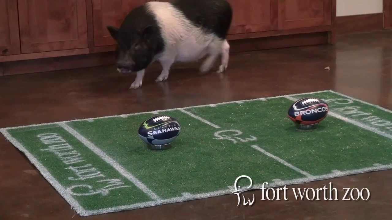 Fort Worth Zoo -- Pot-bellied Pig Picks Winner of Super Bowl XLVIII ...