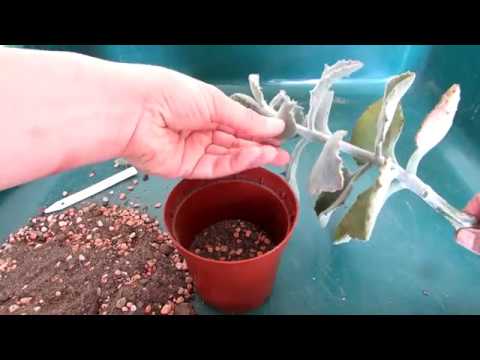 How to get rid of Root Mealy Bugs on Cacti and Succulent Plants - YouTube