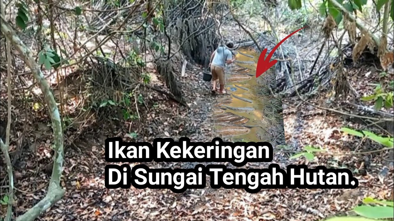 Panen Ikan Gabus Besar Di Sungai Kering Tengah Hutan, - YouTube