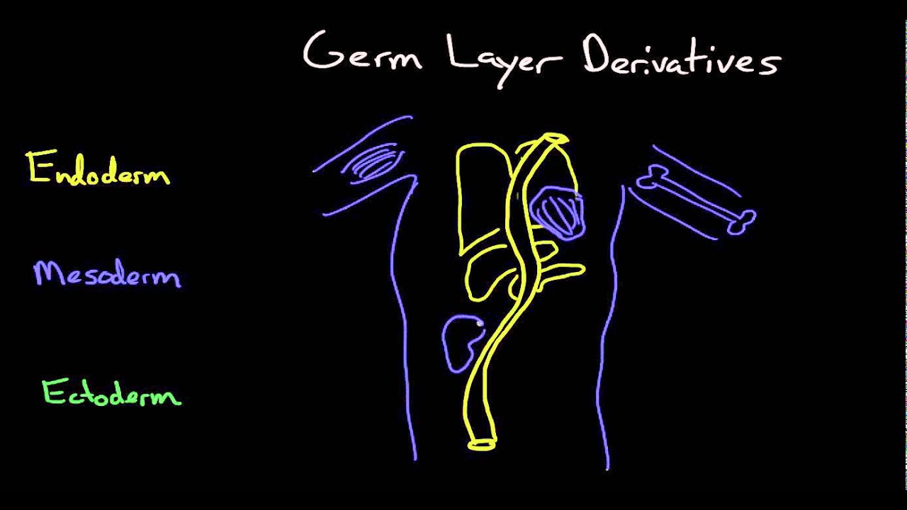 Germ Layer Derivatives - YouTube
