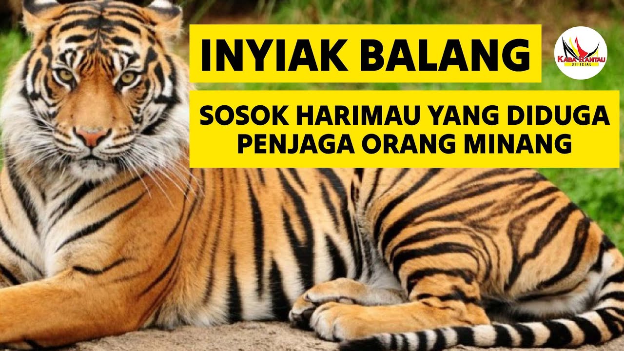 INYIAK BALANG SOSOK HARIMAU YANG DIDUGA PENJAGA ORANG MINANG - YouTube