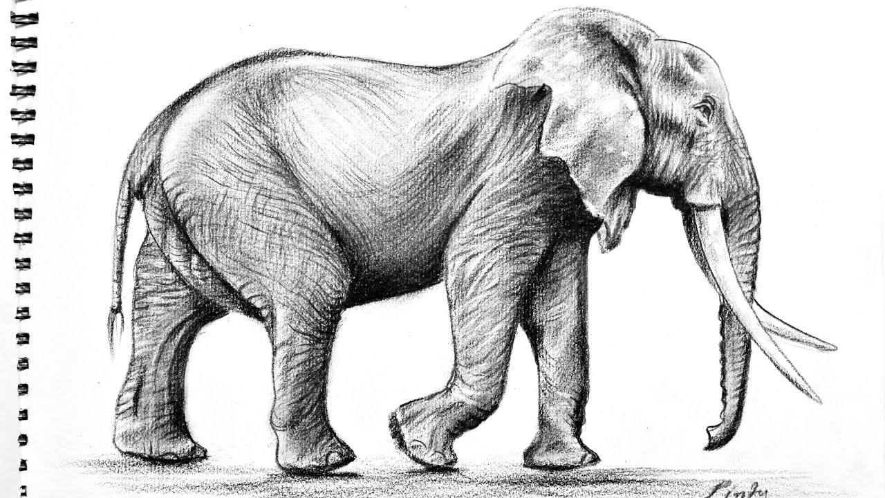 How to draw an elephant step by step - YouTube