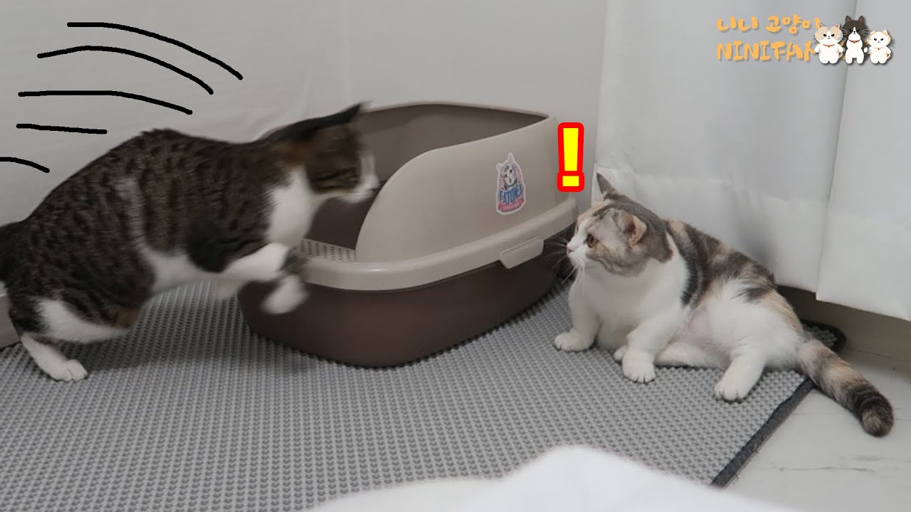 Poor Kitty Who's Been Bullied All Day - YouTube