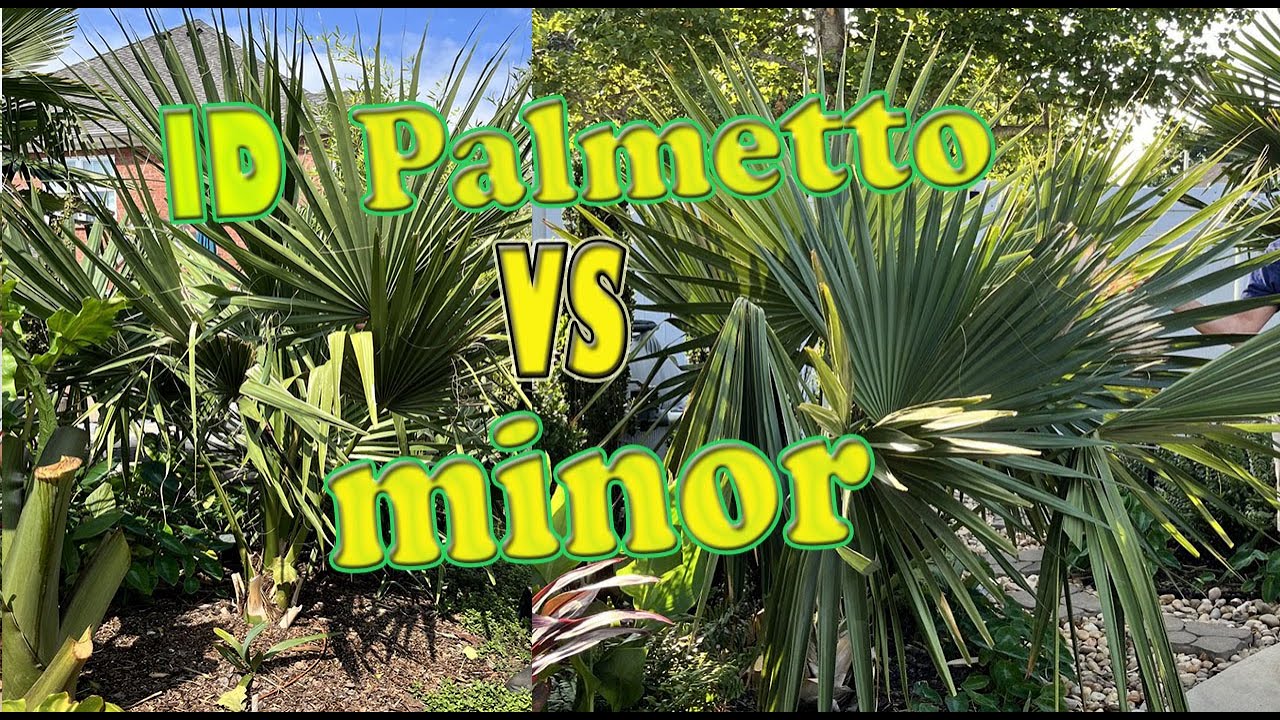 Sabal palmetto vs Sabal minor ID - YouTube