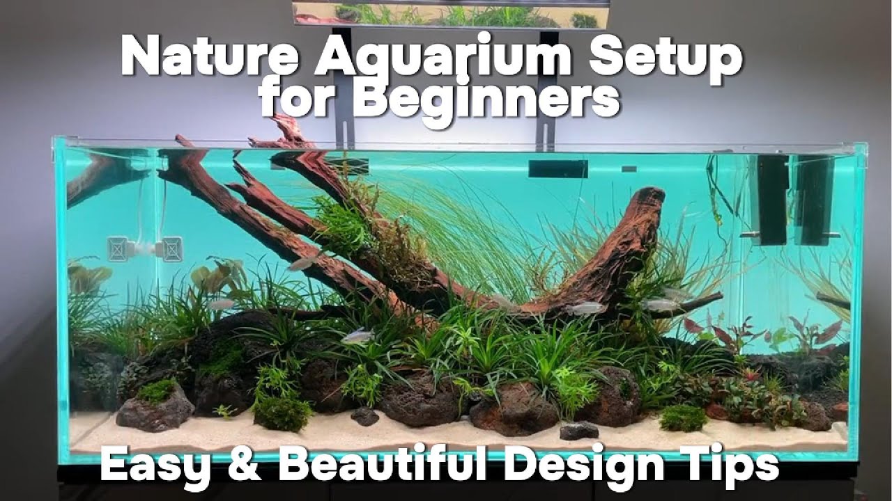 Nature Aquarium Setup for Beginners: Easy & Beautiful Design Tips - YouTube