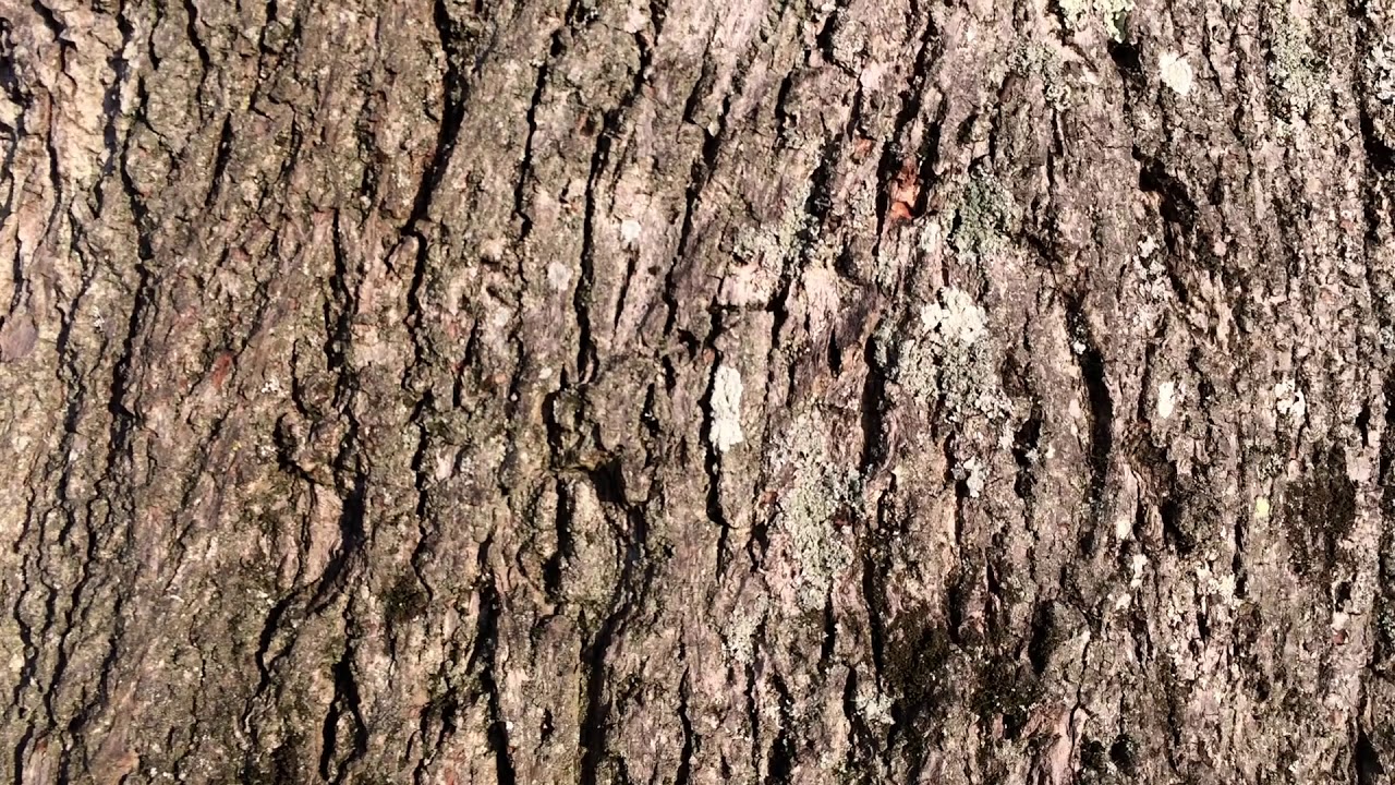 Common lime (Tilia x europaea) - bark close up - December 2017 - YouTube