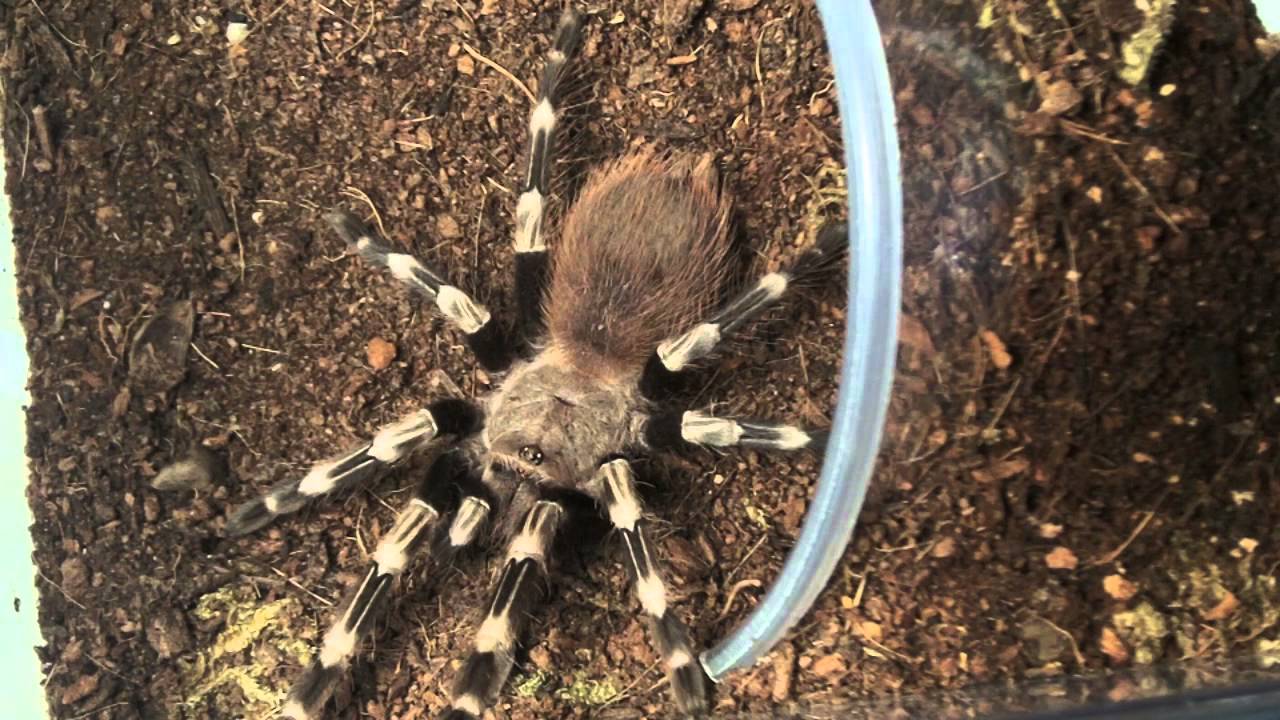 Tarantula Feeding Video March 2015 - YouTube