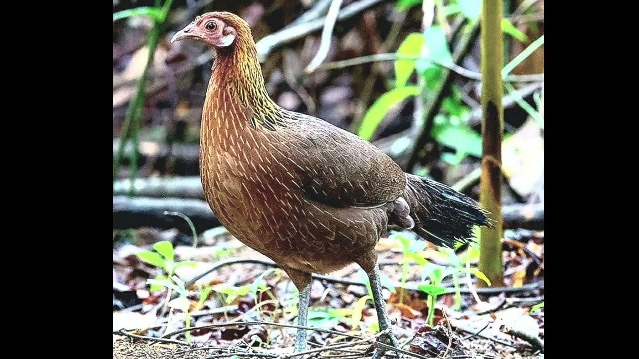 suab poj qaib seev mp3 - YouTube