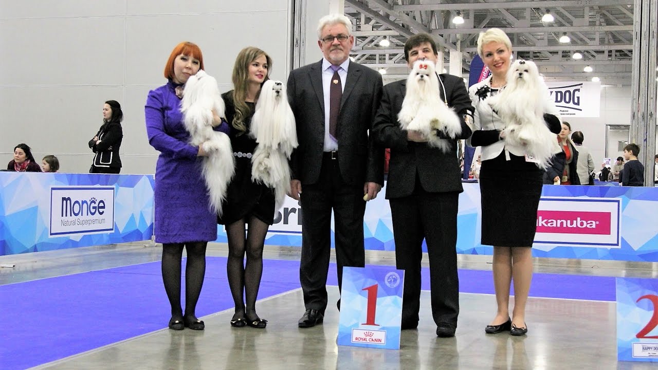 International Dog Show EURASIA II 2017, Maltese - YouTube