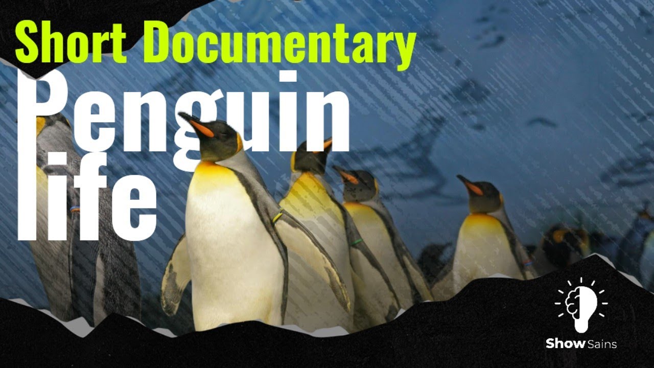 penguin | how penguins can live in cold weather ? - YouTube