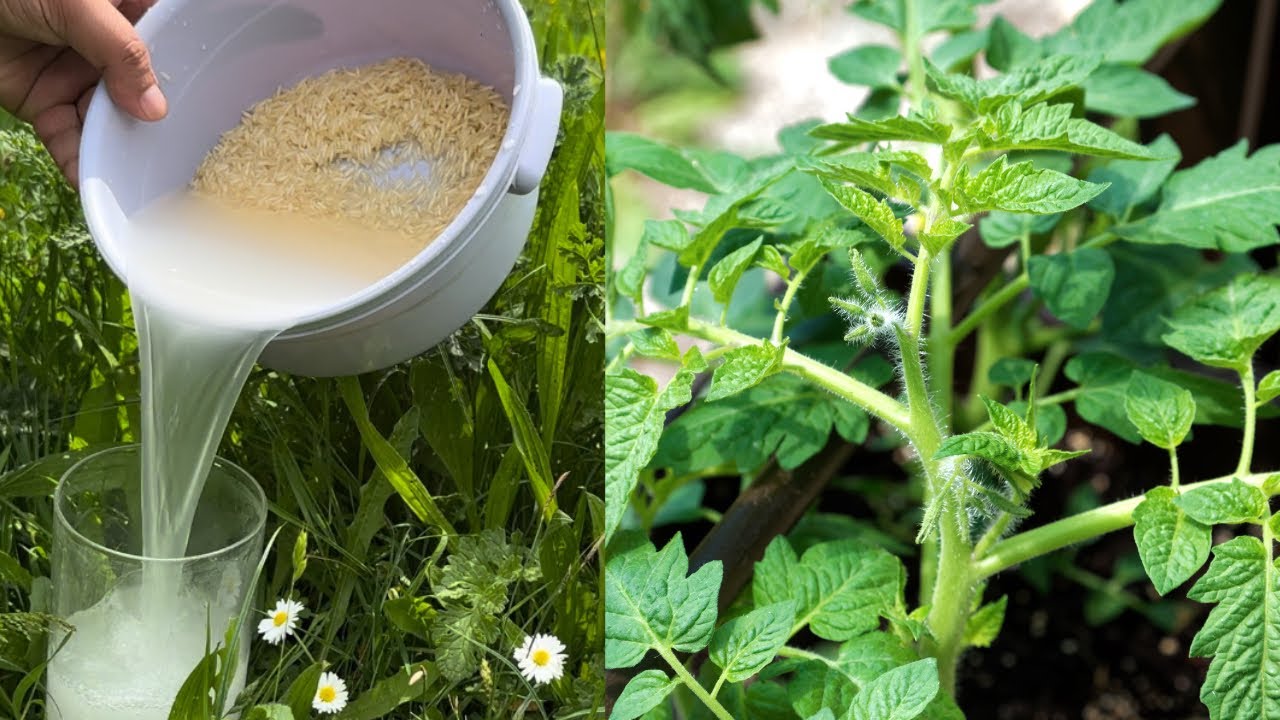 Transform Your Garden Overnight with This DIY Liquid Fertilizer from ...