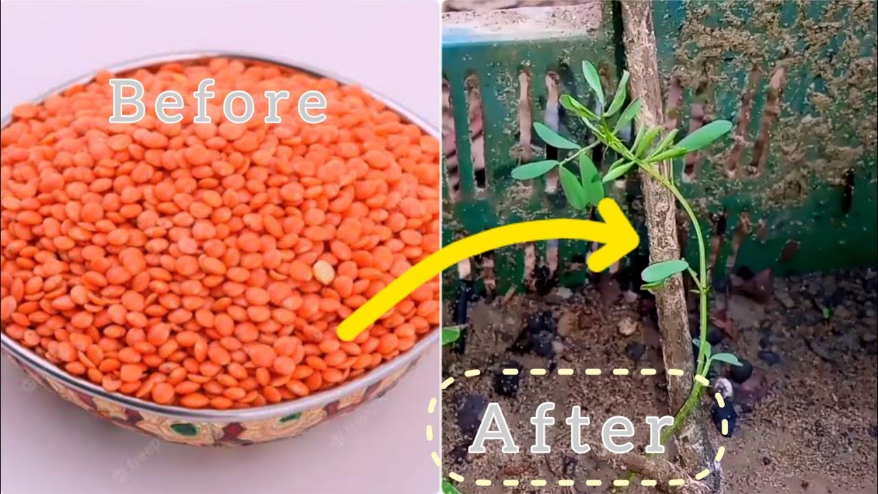 Growing lentils plants at home day by day || Lentils plants grow ...
