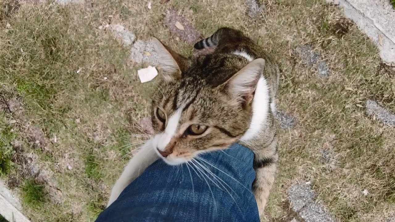 Stray cat greeting me almost every morning - YouTube