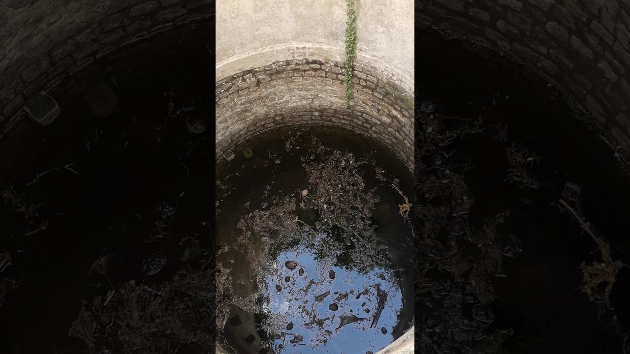 Snake in well - YouTube