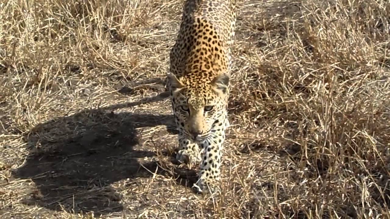 A leopard sneaking up on our car! - YouTube