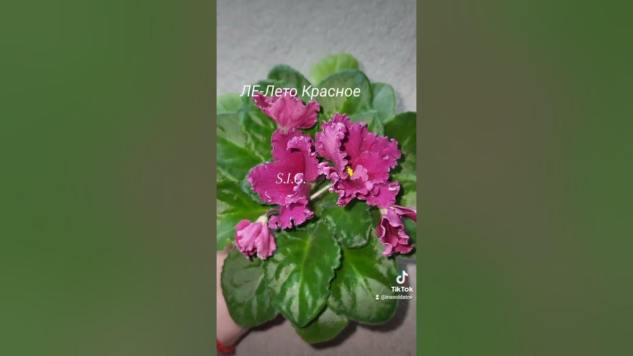фиалка, сорт ЛЕ-Лето Красное - YouTube