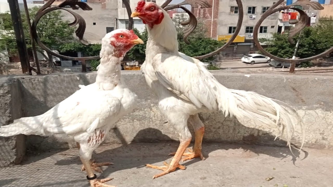 lassani aseel ki peachan faizan business ideas - YouTube