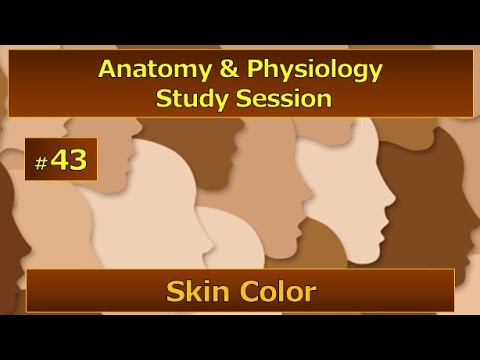 Anatomy & Physiology HELP! -- Study Session #43 -- Skin Color and Skin ...