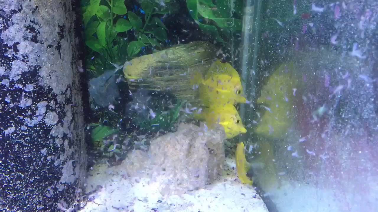 Captive bred yellow tangs eating frozen food - YouTube