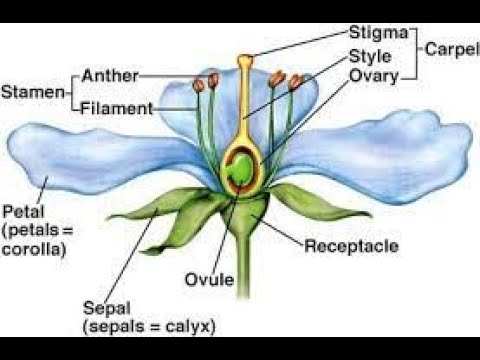 Structure of flower || Structure of Complete flower || Flower - YouTube