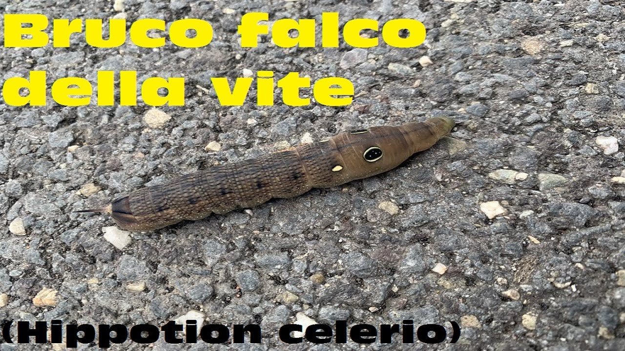 Bruco falco della vite (Hippotion celerio) - YouTube