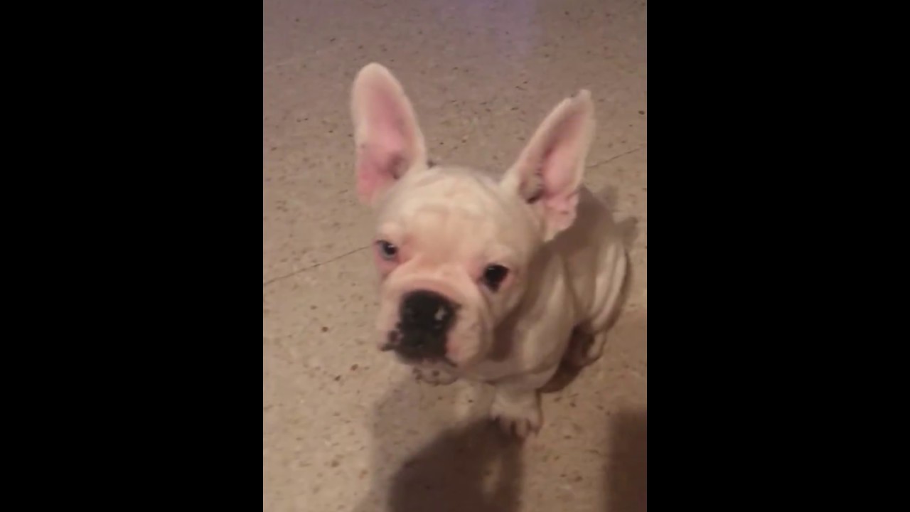 Bulldog francés albino mi Woody - YouTube