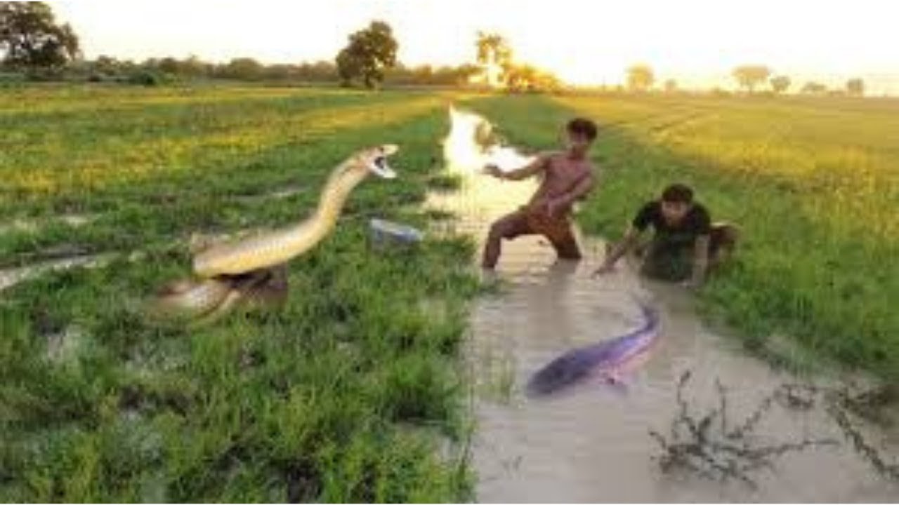 Goblin snake - YouTube