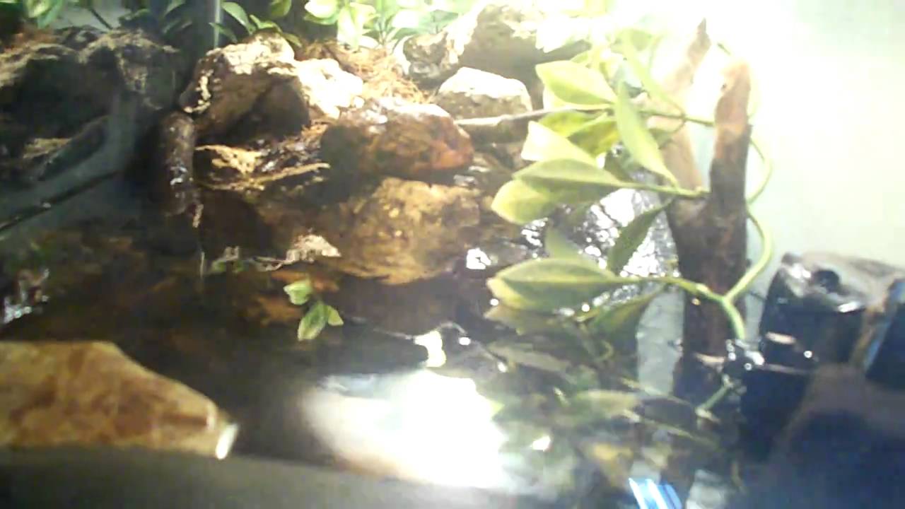Fire Bellied Toads in an awesome tank - YouTube