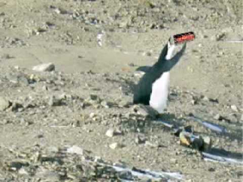 BooKoo Energy Commercial - Extreme Penguin - YouTube