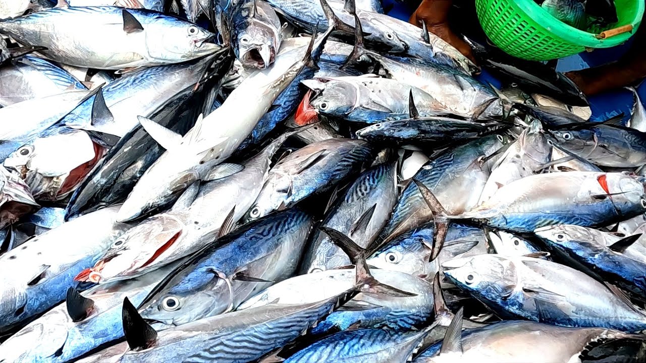 Deep Sea Fishing Videos - YouTube