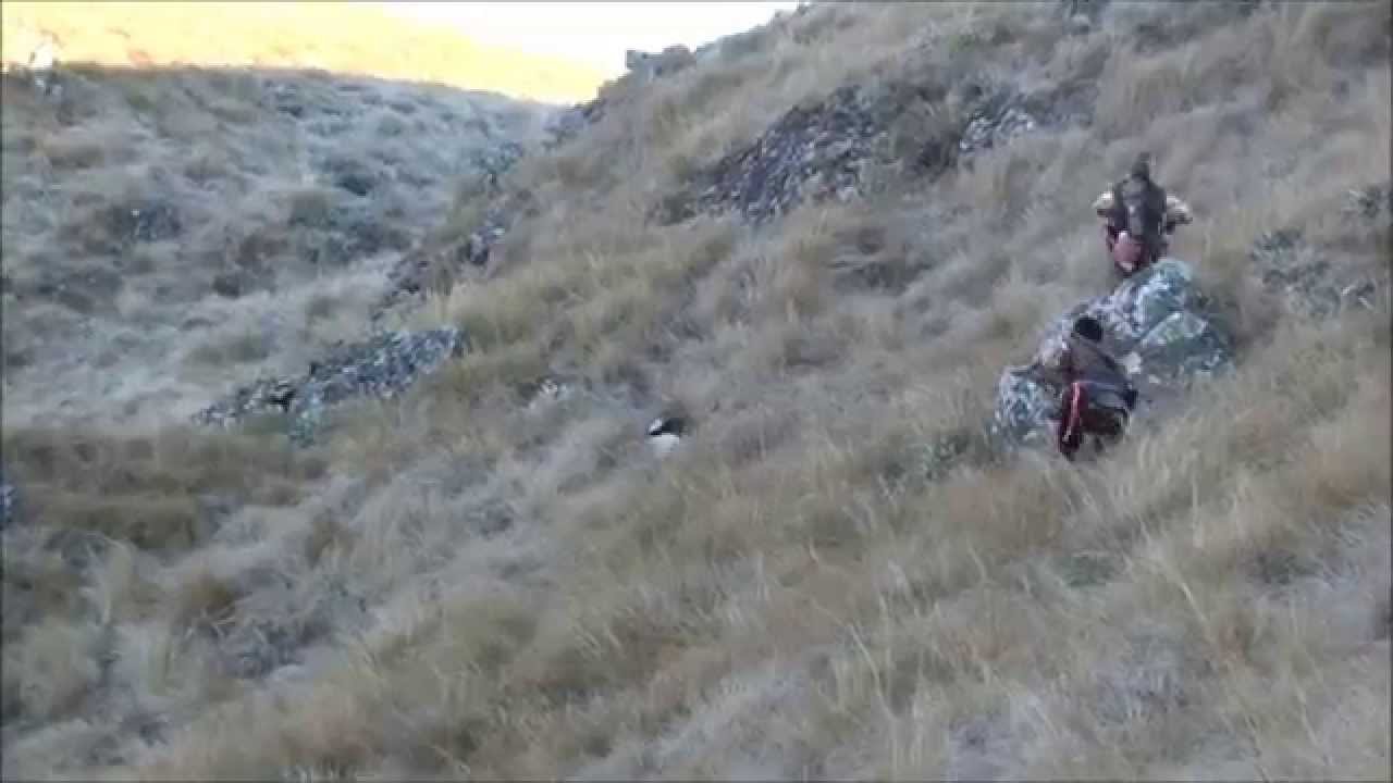 Boar Hunting South Island New Zealand 2014 - YouTube