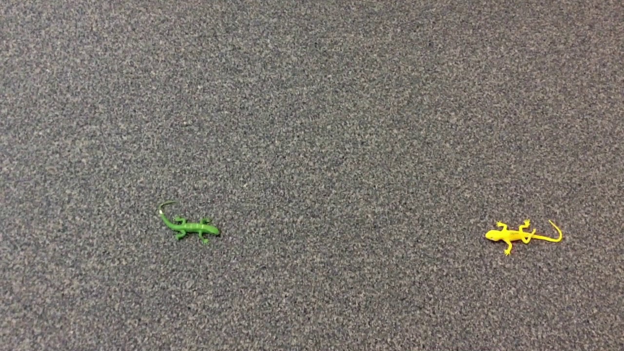 Scottish gecko fight - YouTube
