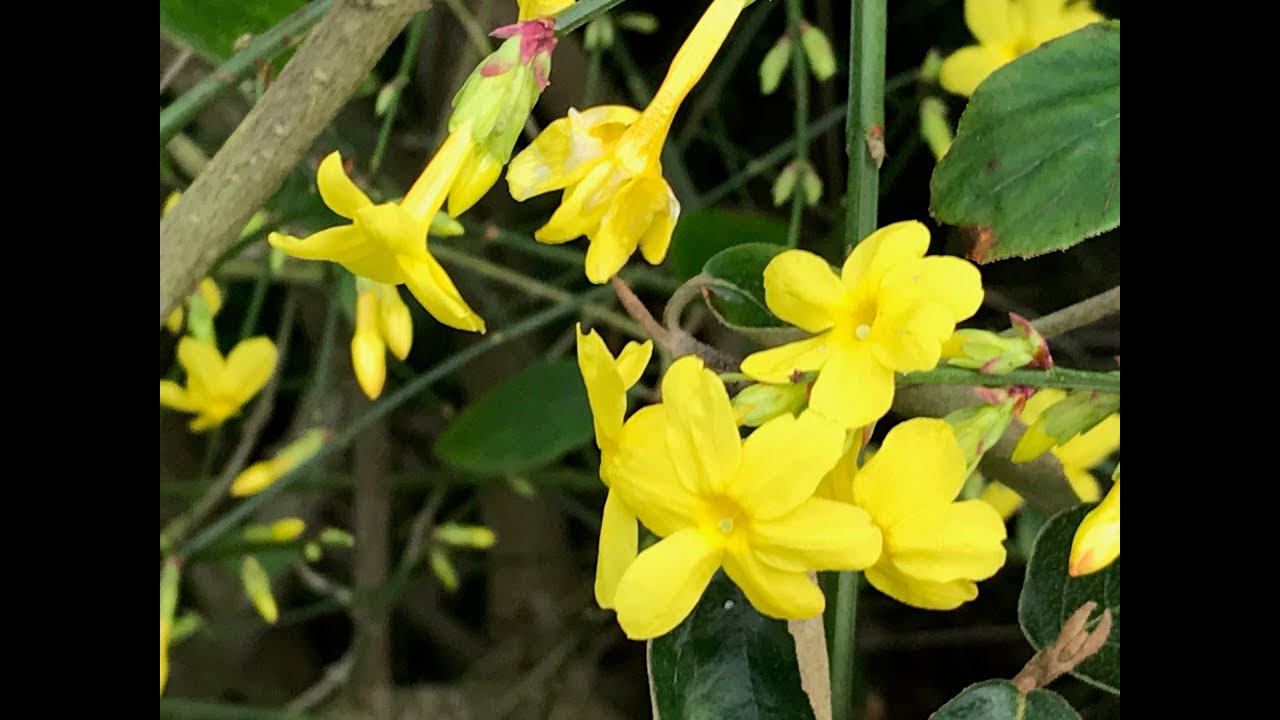 Jasmin d'hiver ou jasmin jaune 'Jasminum nudiflorum' En hiver c'est la ...