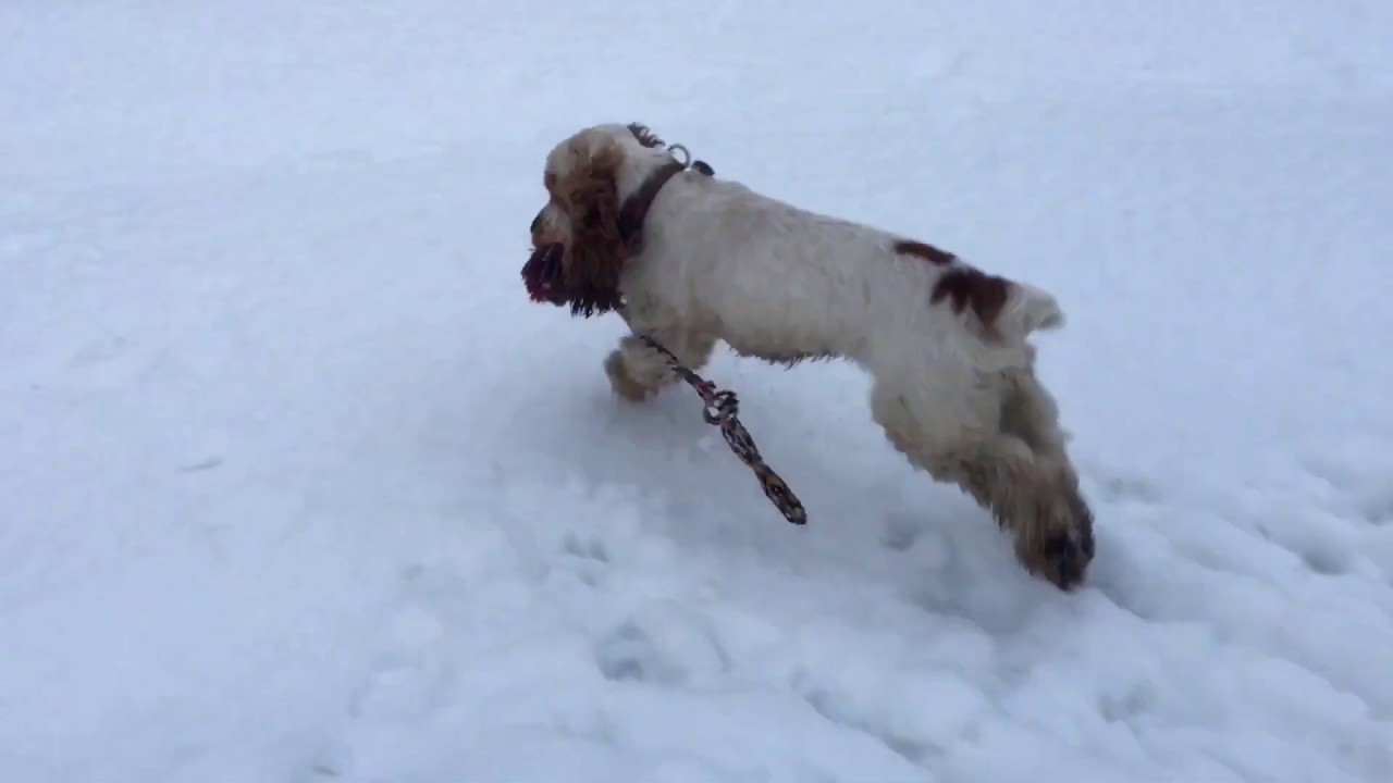 🐶 MURRAY COCKER SPANIEL: Cutest Jump Ever! - YouTube