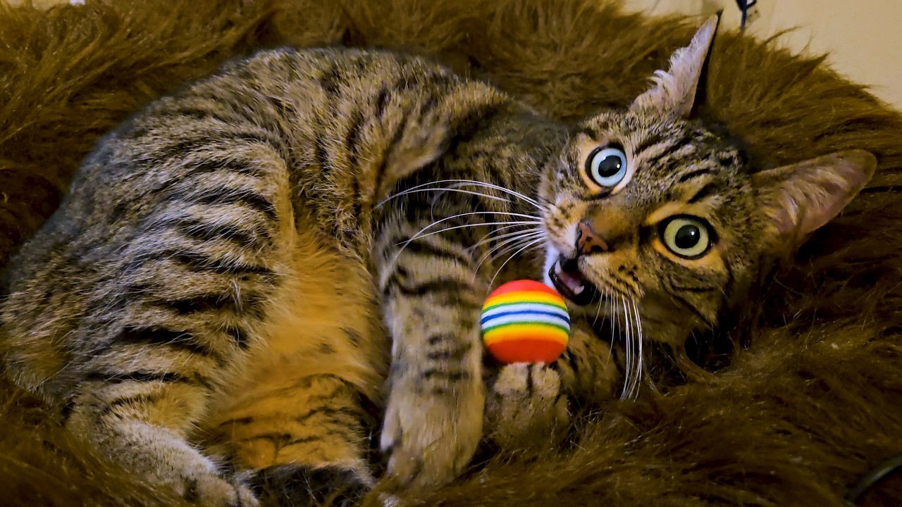 I bought a stress ball for my stress furball - YouTube