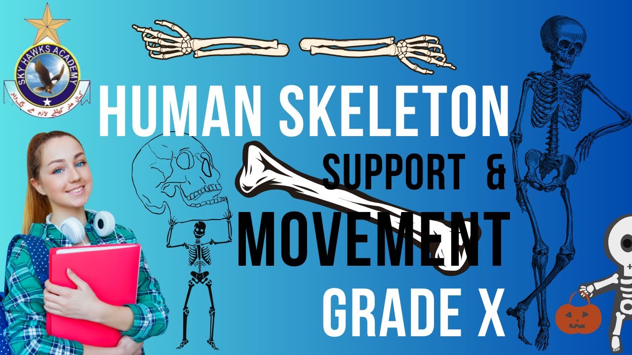 𝗘𝘅𝗽𝗹𝗼𝗿𝗶𝗻𝗴 𝘁𝗵𝗲 𝗛𝘂𝗺𝗮𝗻 𝗦𝗸𝗲𝗹𝗲𝘁𝗼𝗻: 𝗚𝗿𝗮𝗱𝗲 𝗫 𝗦𝘂𝗽𝗽𝗼𝗿𝘁 𝗮𝗻𝗱 𝗠𝗼𝘃𝗲𝗺𝗲𝗻𝘁 𝗟𝗲𝗰𝘁𝘂𝗿𝗲 ...